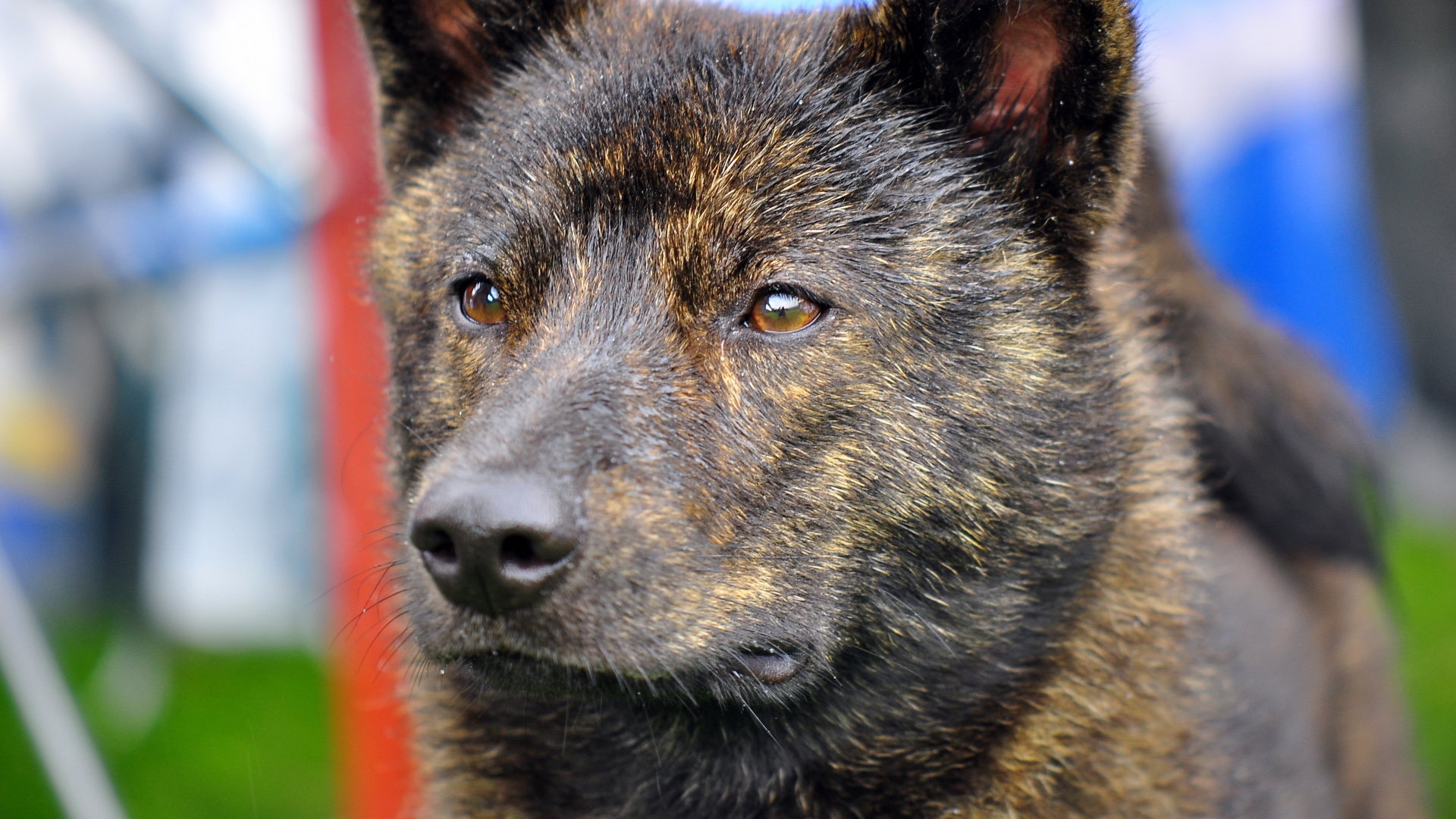 8 Japanese dog breeds you should say Konnichiwa to | PetsRadar