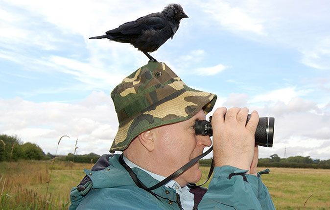11 things you never knew about the jackdaw, the bird that just loves ...
