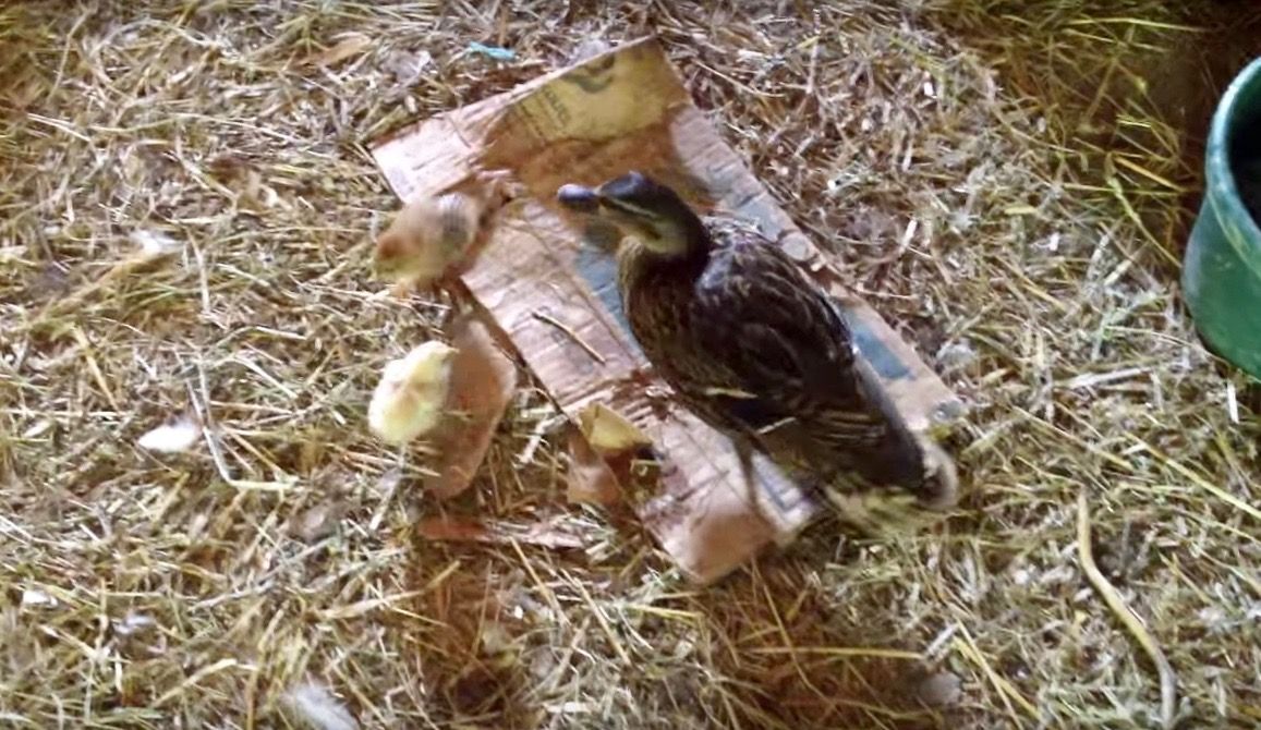 Awww! 12 Incredible Interspecies Moms in the Animal Kingdom | Live Science