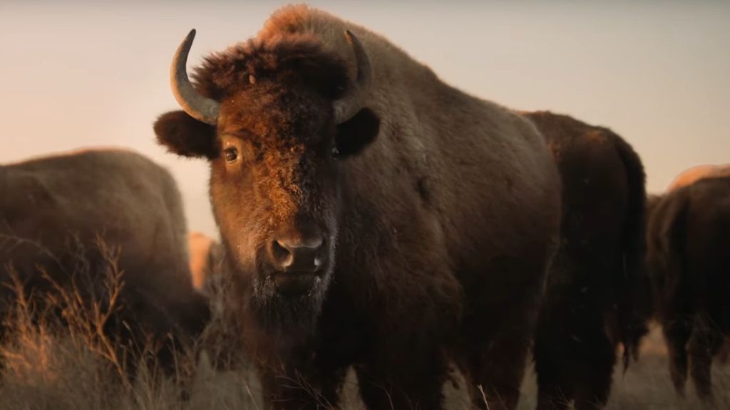 7 Documentaries About Native American History To Watch After Seeing ...