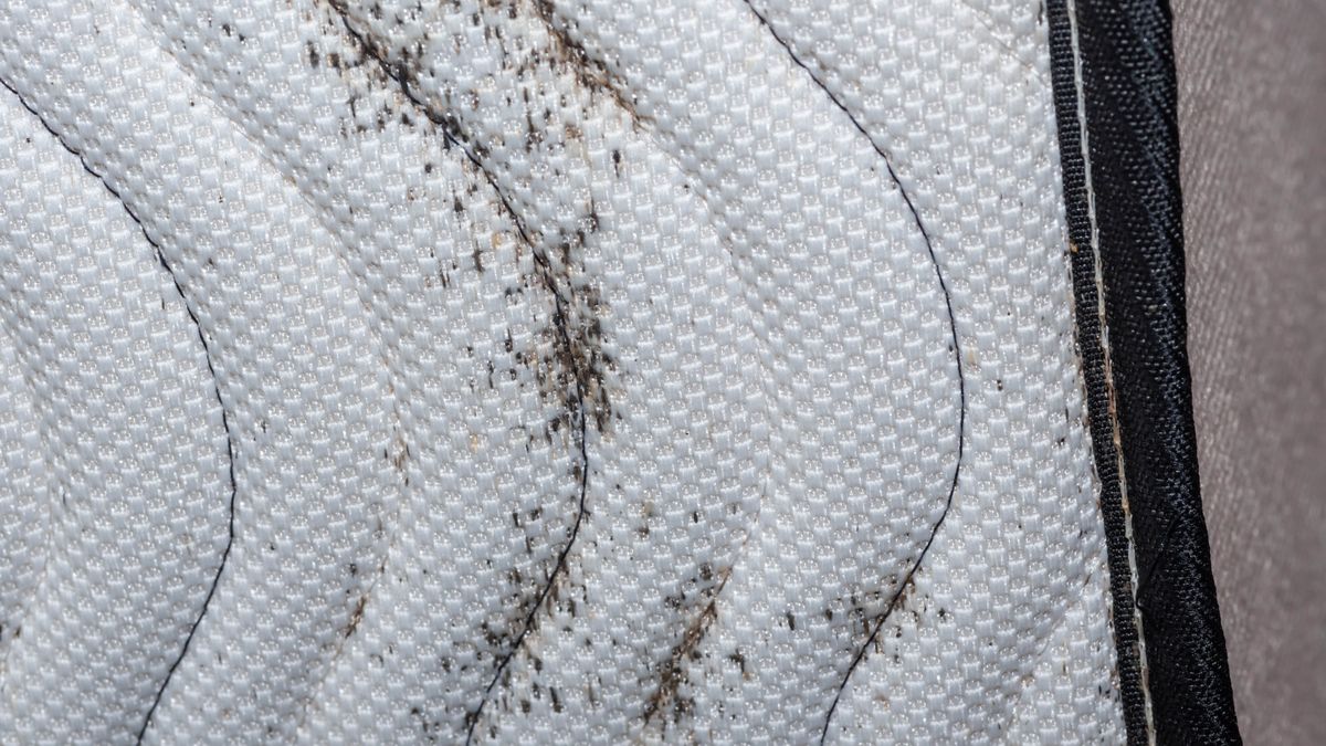 How to use diatomaceous earth to kill bed bugs | Tom's Guide
