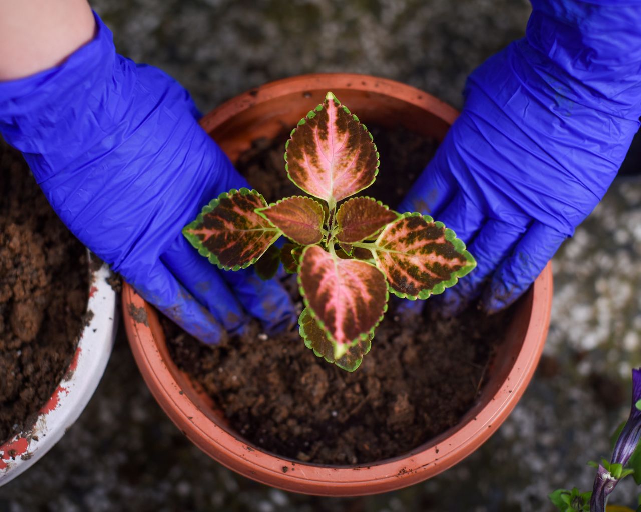 How To Grow Colorful Coleus Plants | Gardening Know How