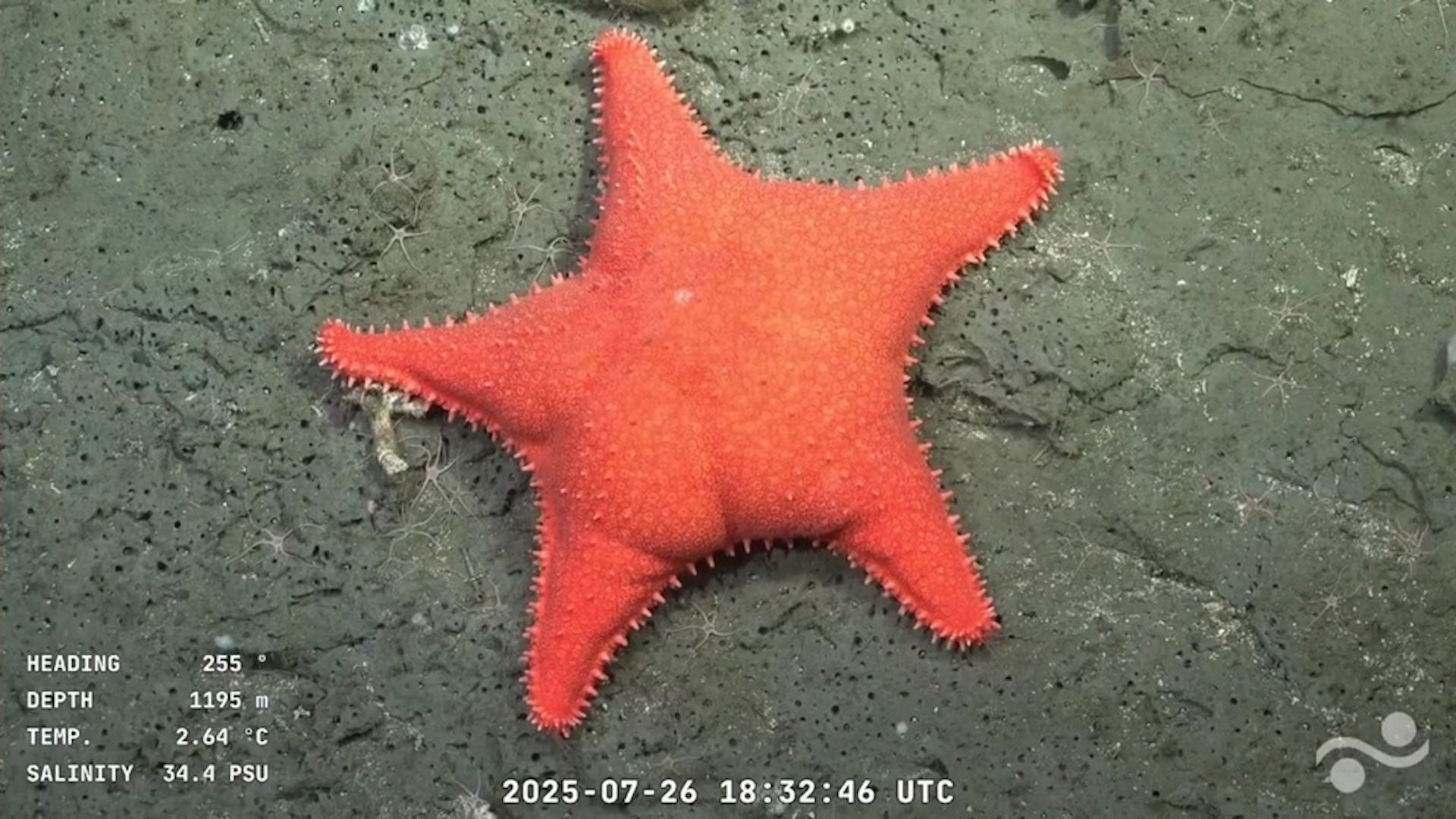 'Big-butt starfish,' 'little sweet potato' and dozens of never-before-seen species recorded ...