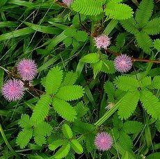 Growing Heritage Plants - Tigger Melon Information | Gardening Know How