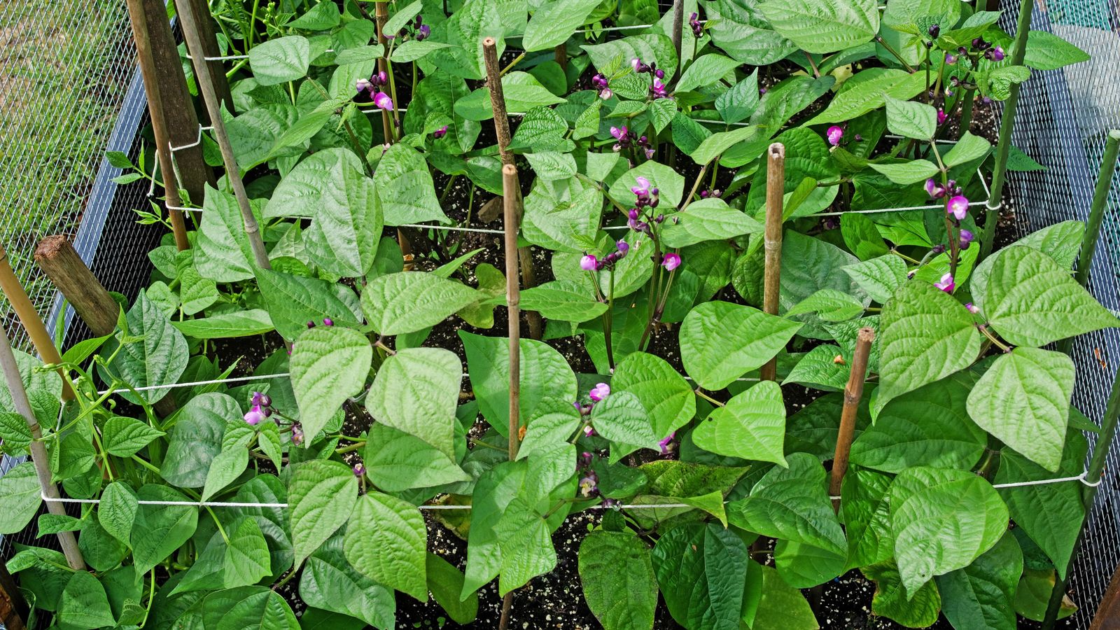 How to grow French beans: our complete growing guide | Gardeningetc
