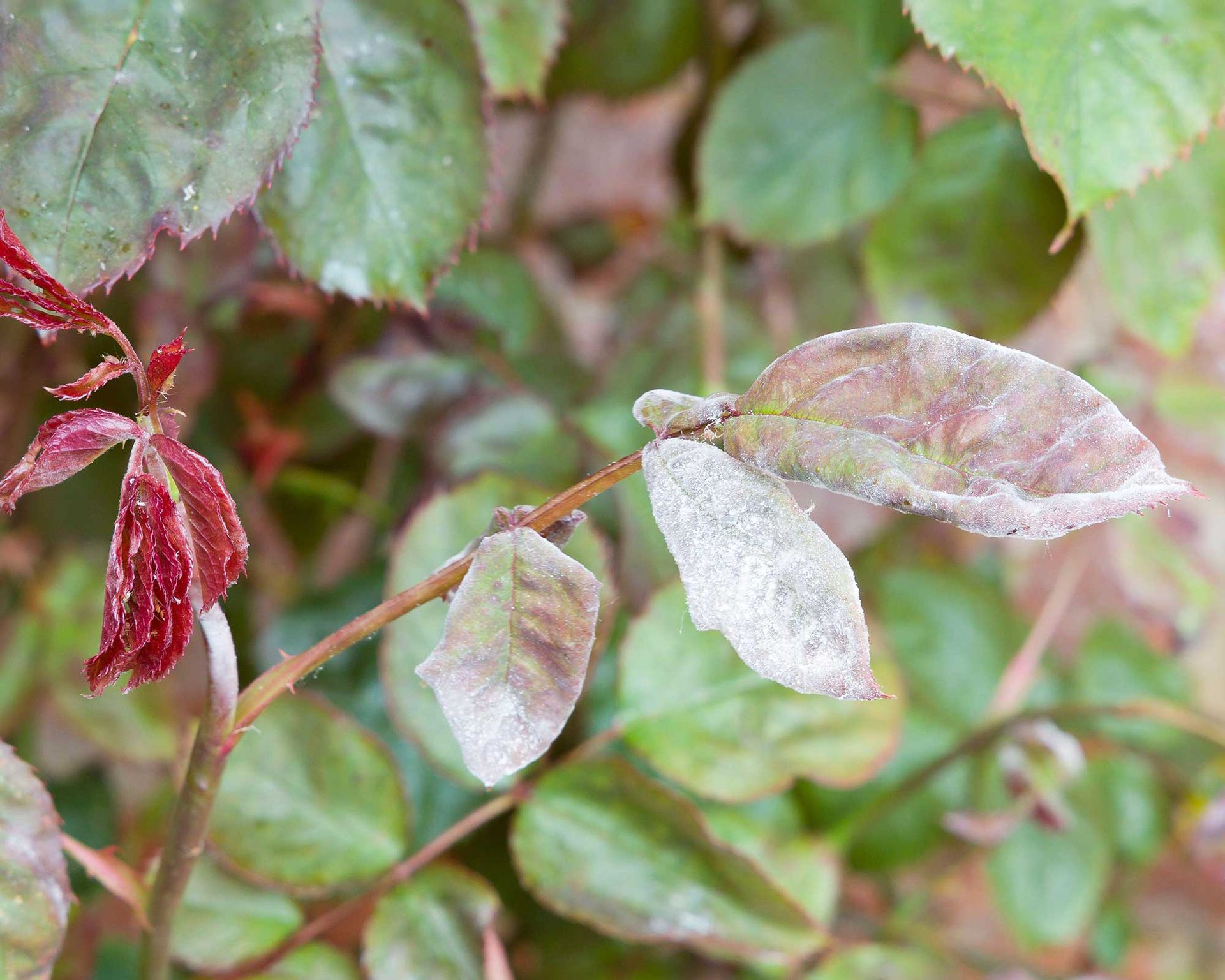 Rose pests and diseases: advice on 5 common problems | Gardeningetc