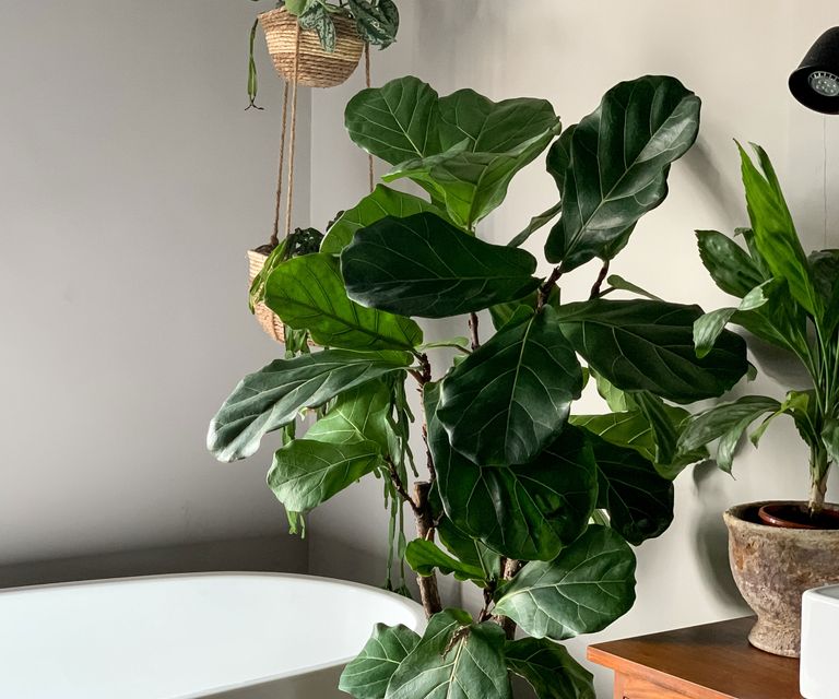 Best tall indoor plants: 10 large houseplants to add impact | Homes and ...