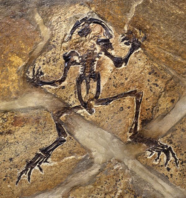 Photos: The New Amphibian Tree of Life | Live Science