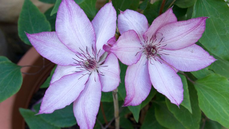 How to grow clematis in pots: expert tips for containers | Homes and ...