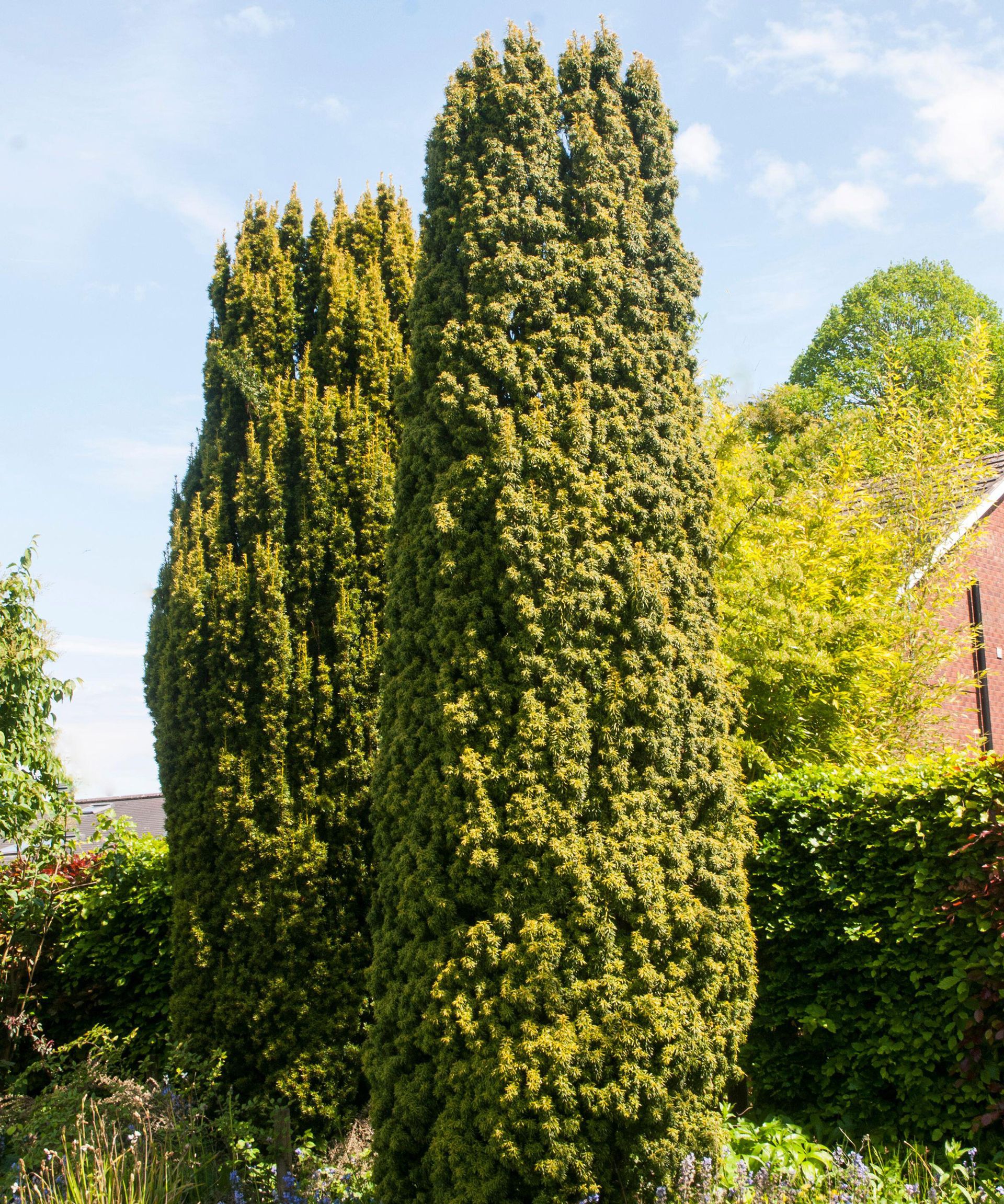 Best front yard plants: 16 low-maintenance plants and shrubs | Homes ...