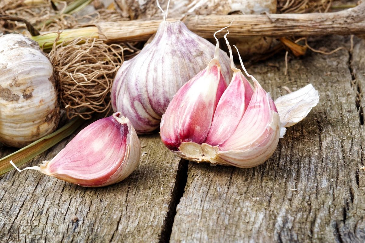 What Is Persian Star Garlic – Growing Persian Star Garlic In The Garden ...