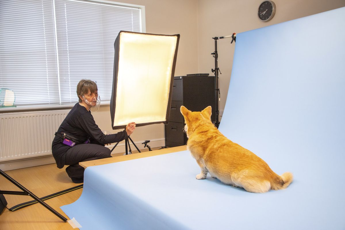 10 pet photography tips: Take amazing puppy portraits at home | Digital ...