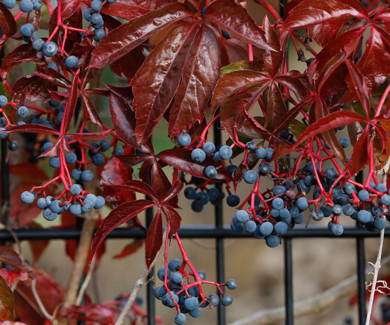 5 Fast-Growing Vines That Will Climb A Trellis – Quick! | Gardening ...