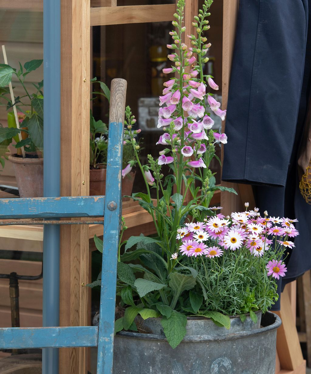Foxgloves care and growing guide: expert tips for success | Homes and ...