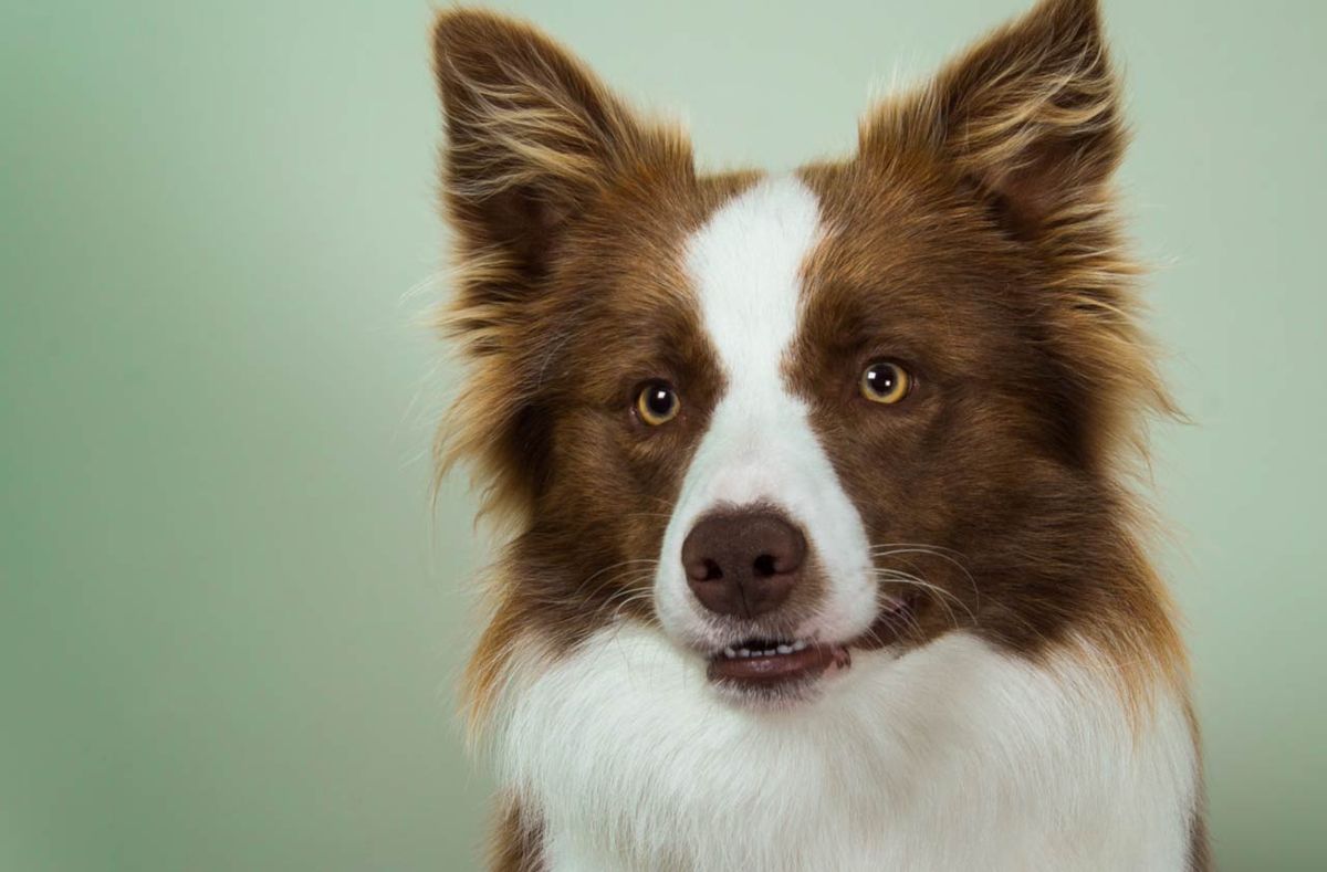 Financial Lessons from the Year of the Dog | Kiplinger