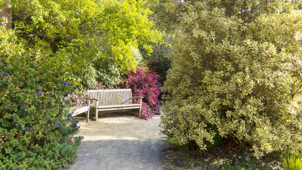 How to cut back shrubs: 8 expert pruning tips | Homes and Gardens
