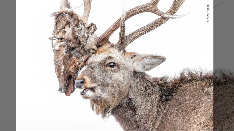 A deer carrying the rotting head of its vanquished foe and a playful ...