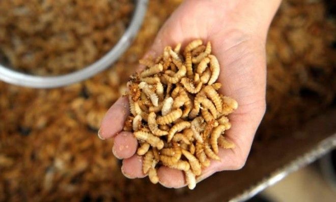 Would you eat meat made from ground-up mealworms? | The Week