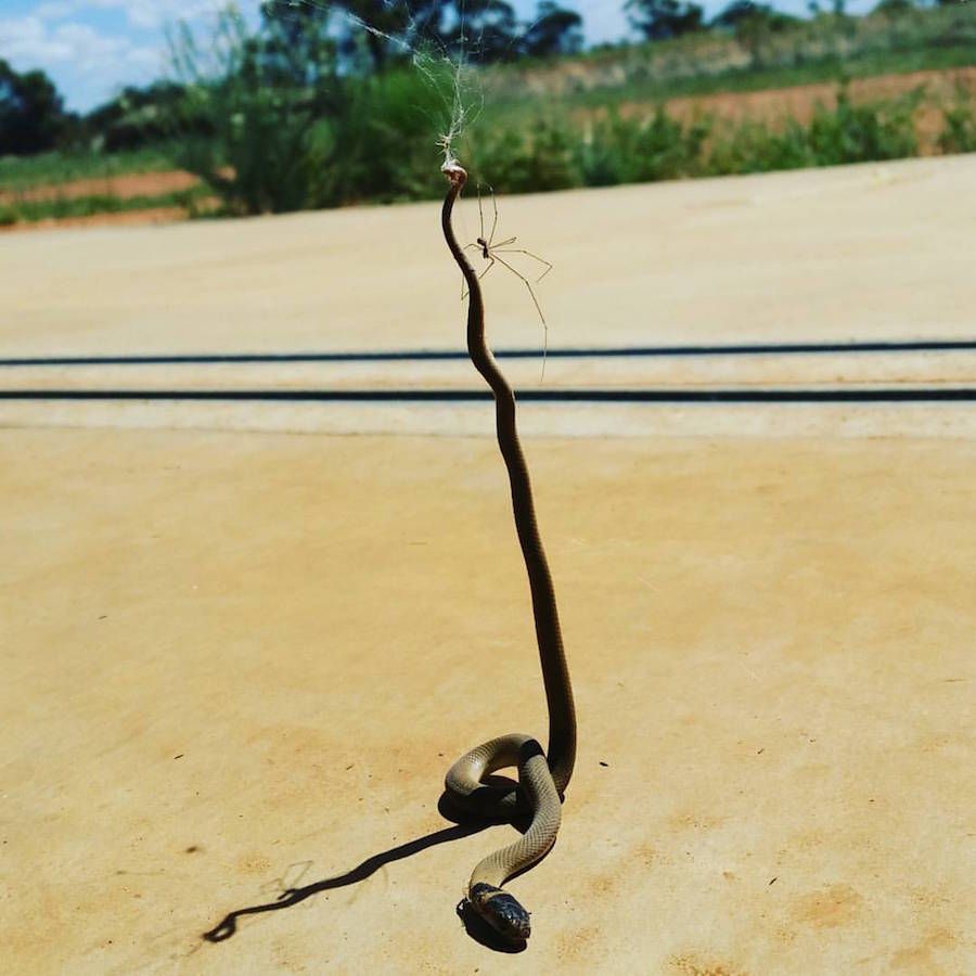 Reptile Dysfunction: Snake Loses Wild Battle Against Spider (Photo ...
