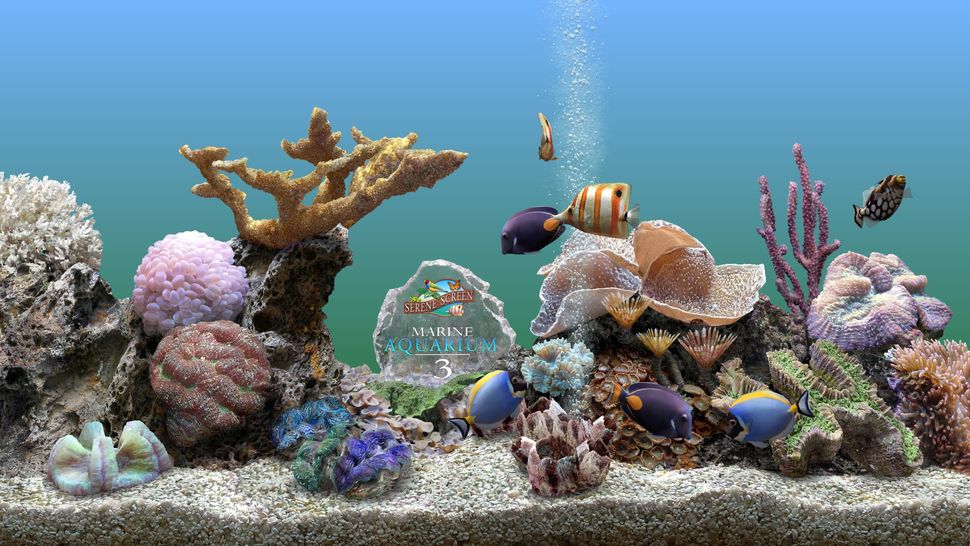 A former Air Force pilot was so disappointed with Windows 95's aquarium ...