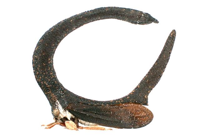 Crazy Beautiful: Gallery of Treehopper Helmet Designs | Live Science