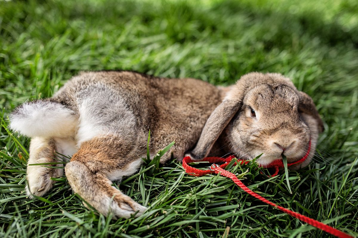 Best rabbit harness 2025: Let them explore in safety | PetsRadar