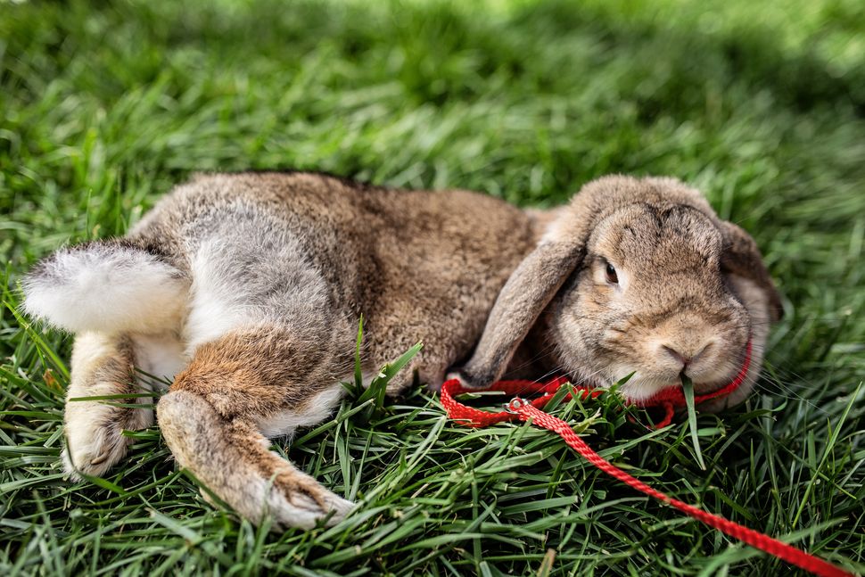 Best rabbit harness 2025: Let them explore in safety | PetsRadar