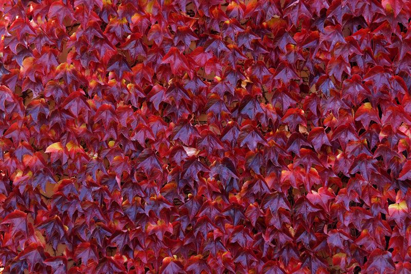 Image Gallery: A Rainbow of Fall Leaves: Page 2 | Live Science