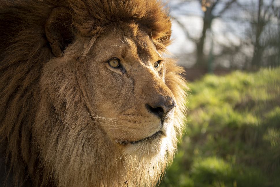 Big cat photo tips | Digital Camera World