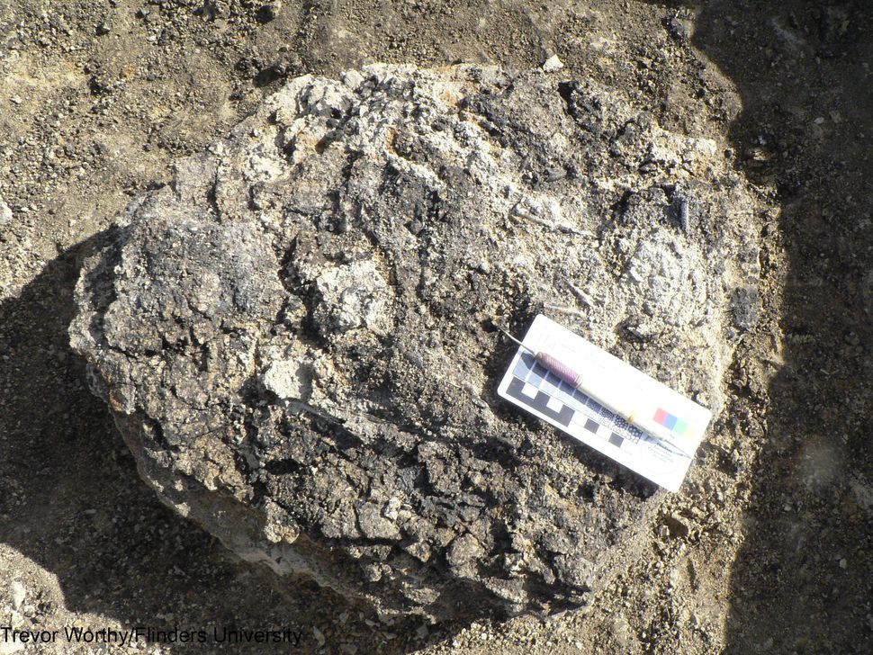 Koala-hunting eagle terrorized Australia 25 million years ago | Live ...