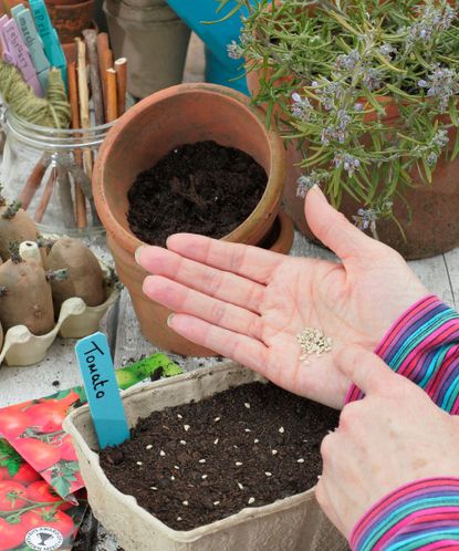 Vegetable planting calendar: a monthly guide for your plot | Gardeningetc