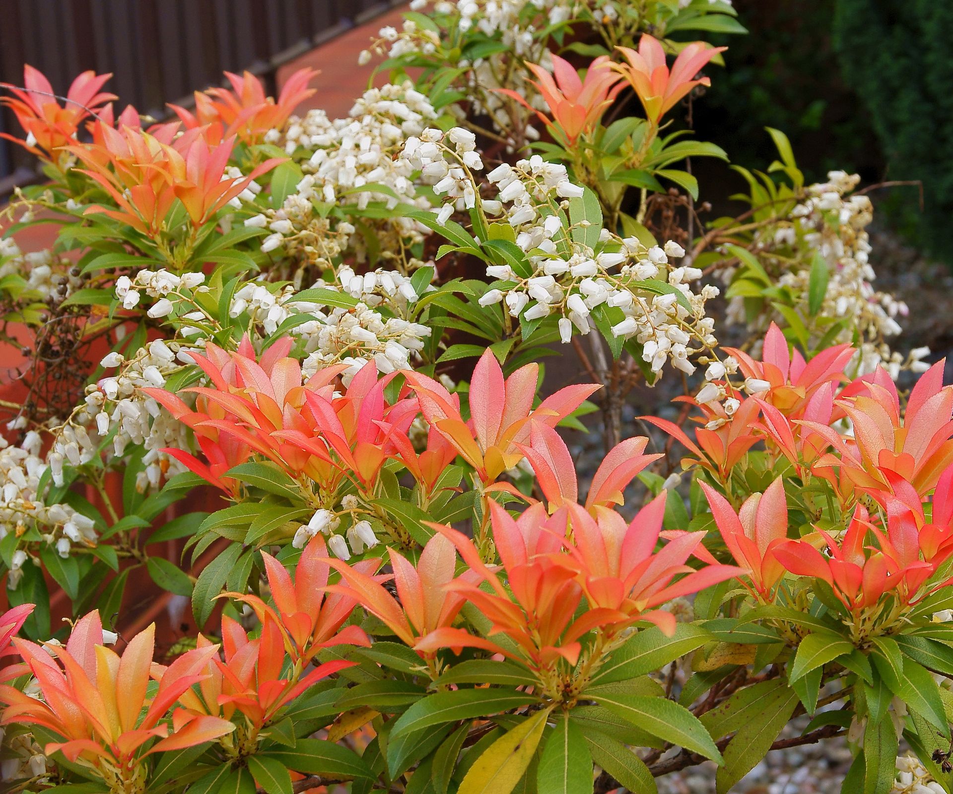 Pieris care and growing guide: expert tips on andromeda bush | Homes ...