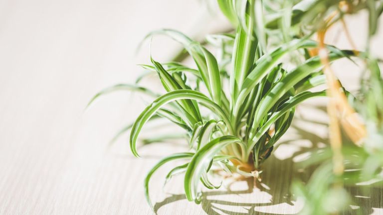 The 8 Best Bathroom Plants To Grow With No Light or Low Light ...