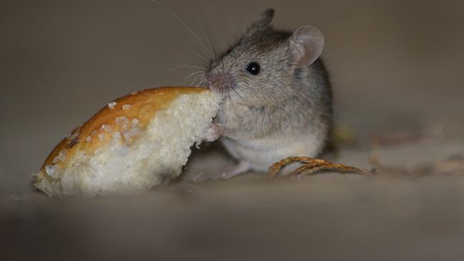 7 telltale signs you have mice in your home | Tom's Guide