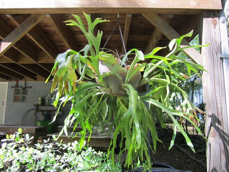 Staghorn Fern Chain Support - How To Hang A Staghorn Fern With Chains ...