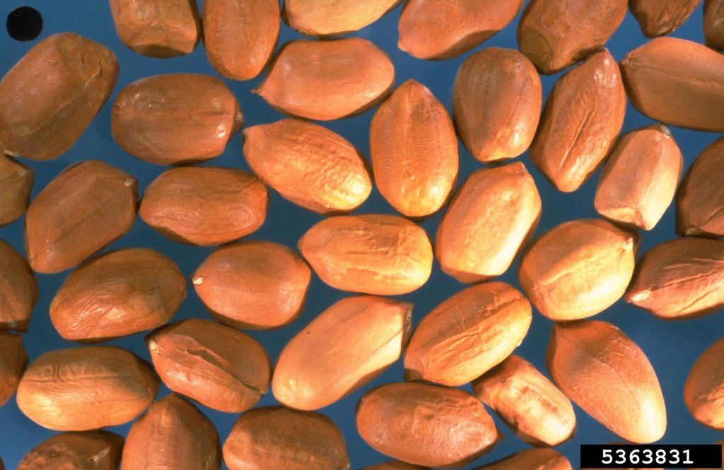 Growing Peanuts From Seed - Learn Which Way To Plant A Peanut Seed ...