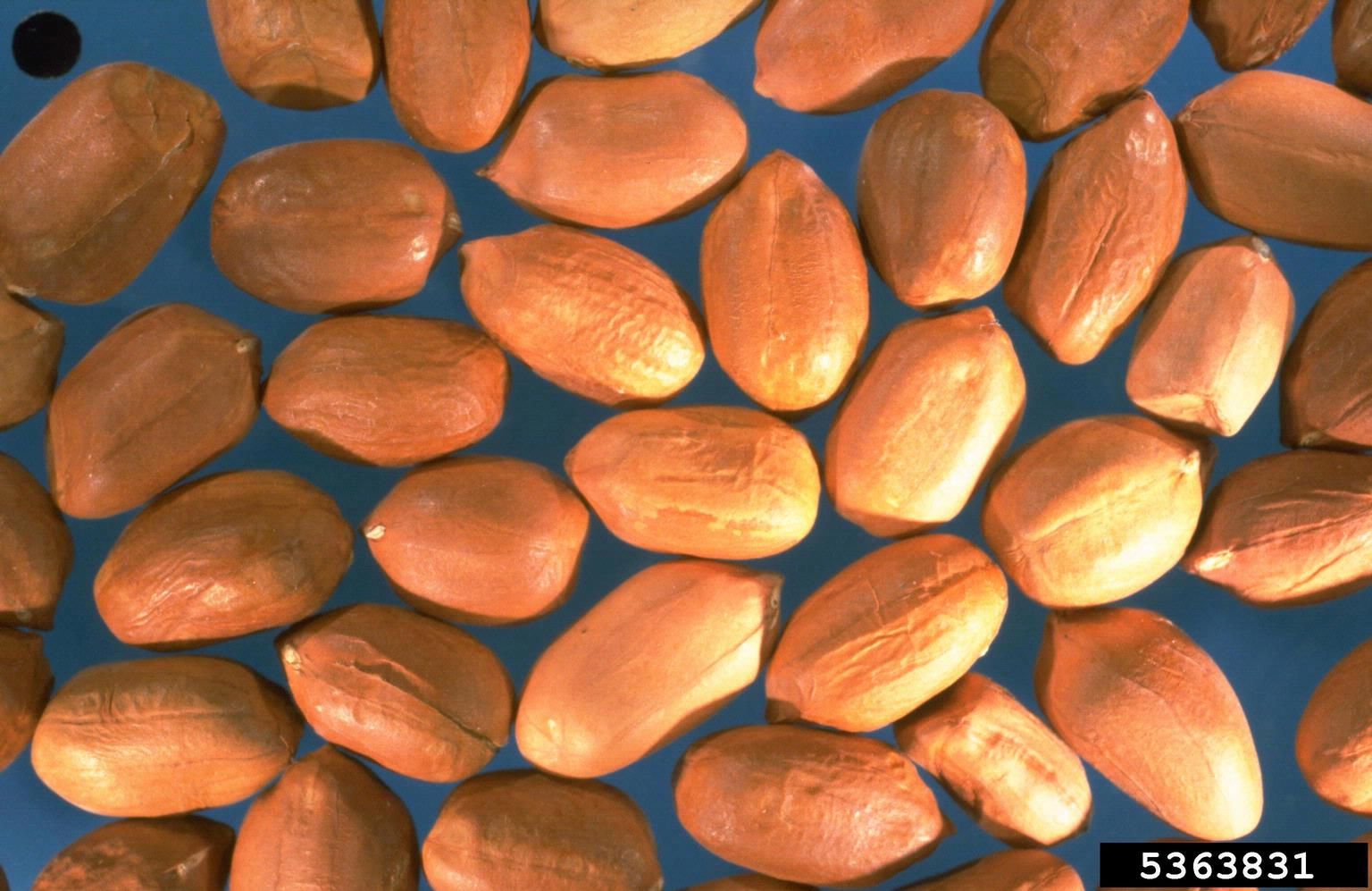 Growing Peanuts From Seed - Learn Which Way To Plant A Peanut Seed ...
