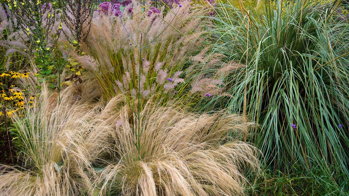 How to grow ornamental grasses – the fuss free essential for your ...