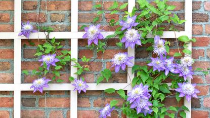 5 Fast-Growing Vines That Will Climb A Trellis – Quick! | Gardening ...