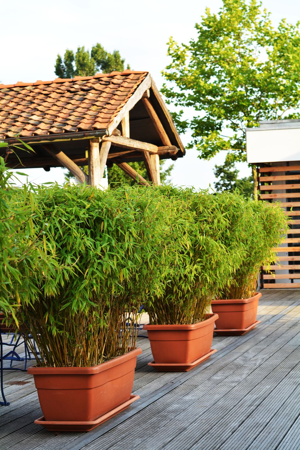 10 invasive plants: and how to stop them spreading | Homes and Gardens