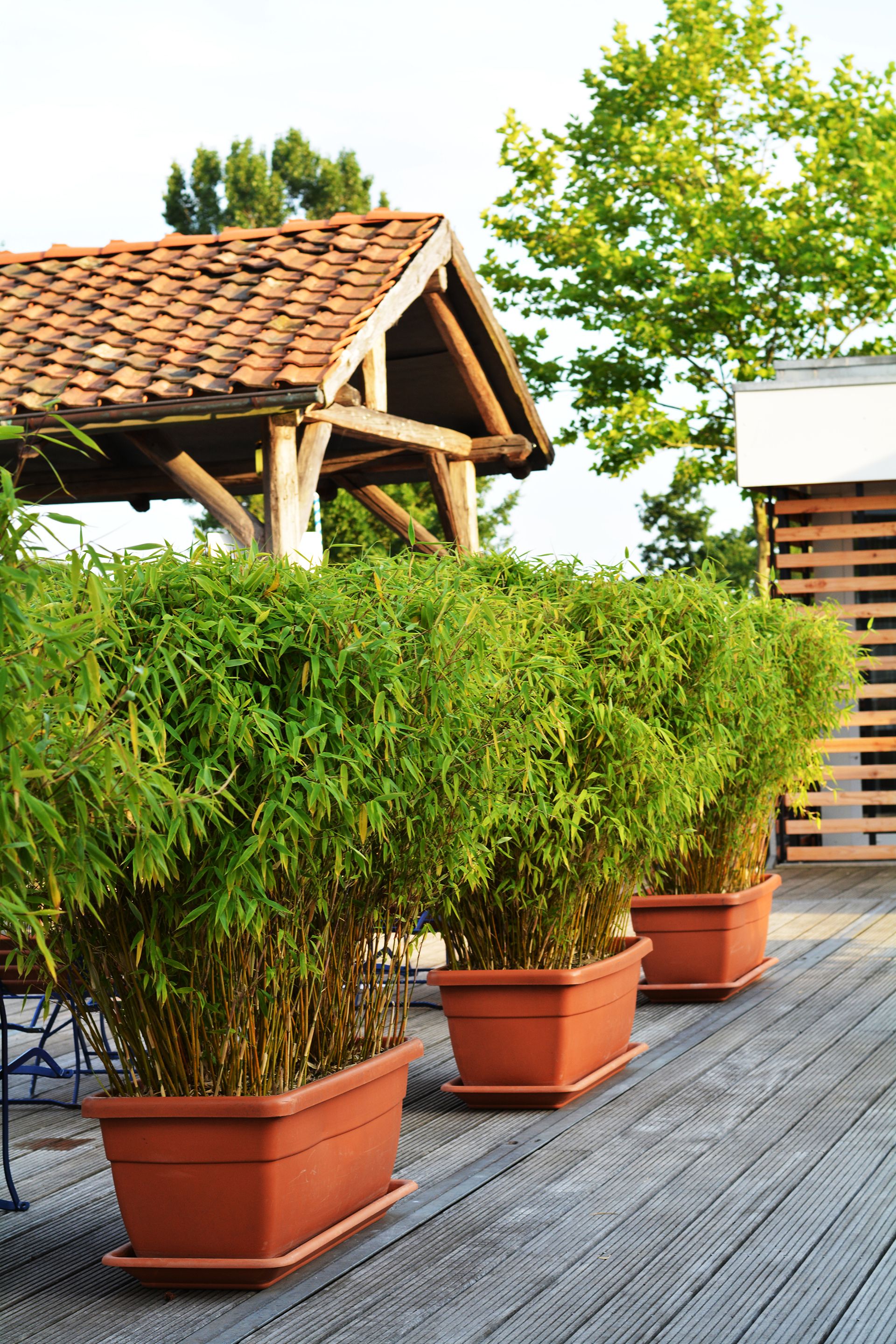 10 invasive plants: and how to stop them spreading | Homes and Gardens