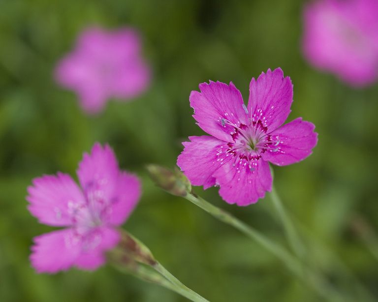 How to identify wildflowers – recognise British flora from their petals ...
