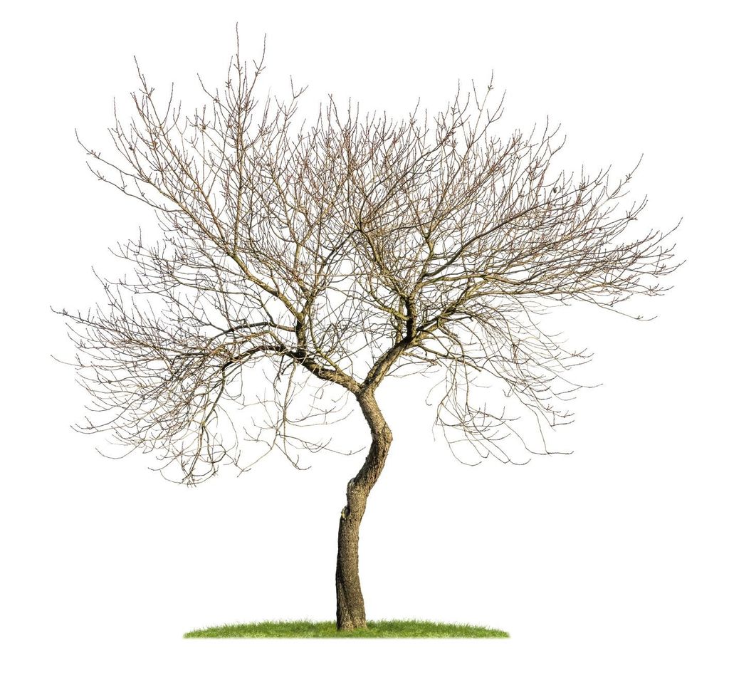 Almond Tree Pruning - Learn When And How To Prune Almond Trees Almond ...