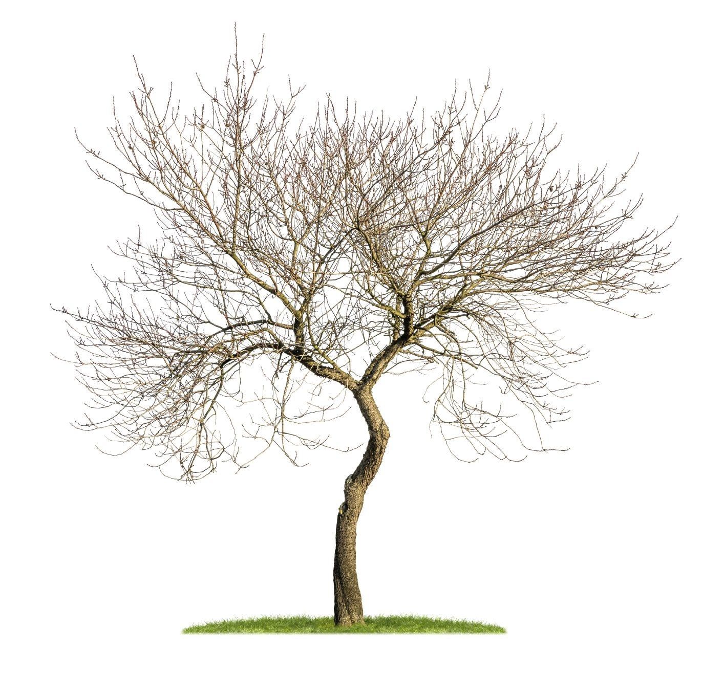 Almond Tree Pruning - Learn When And How To Prune Almond Trees Almond ...