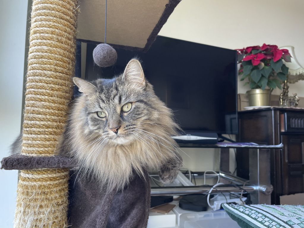 Apple iPhone 12 Mini review | Digital Camera World