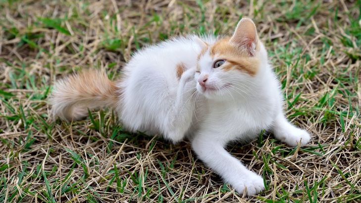 Best flea treatments for cats: Prevent the bugs from biting | PetsRadar