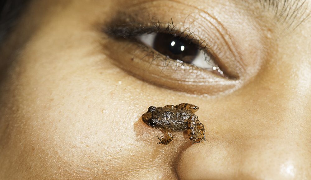 So Tiny! Miniature Frog Species Are Among World's Smallest (Photos ...