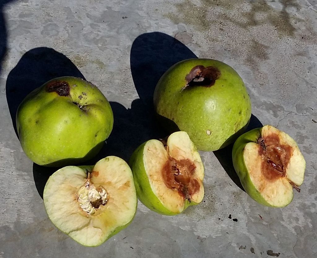 Apple Maggots: Tips For Controlling Apple Maggot | Gardening Know How
