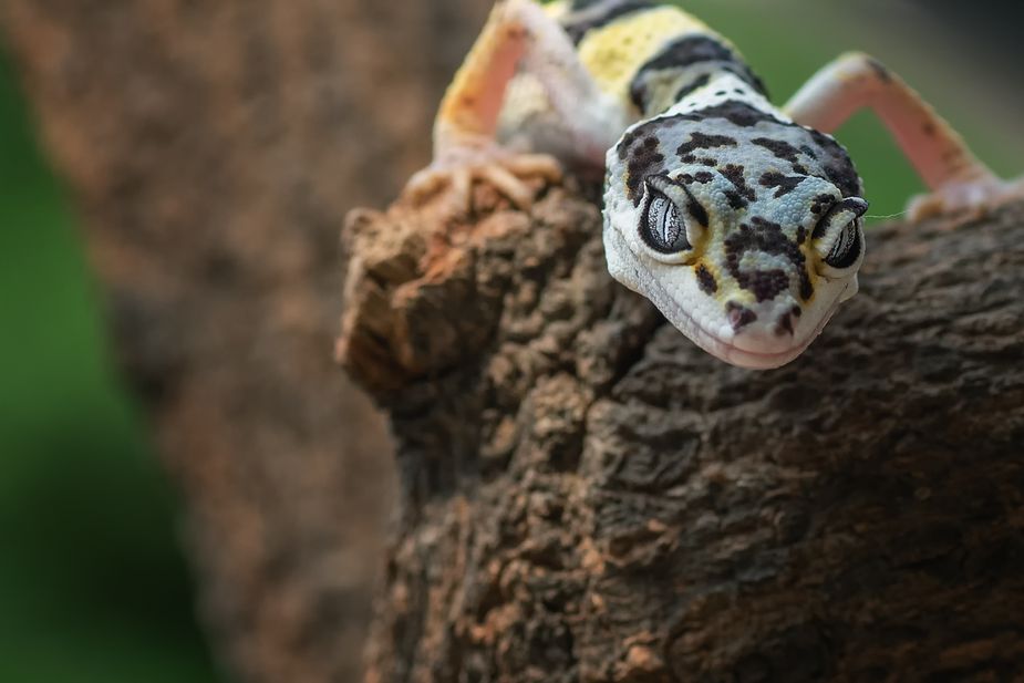 Amazing photos of nocturnal animals | Live Science