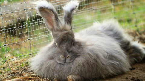 32 breeds of rabbits | PetsRadar